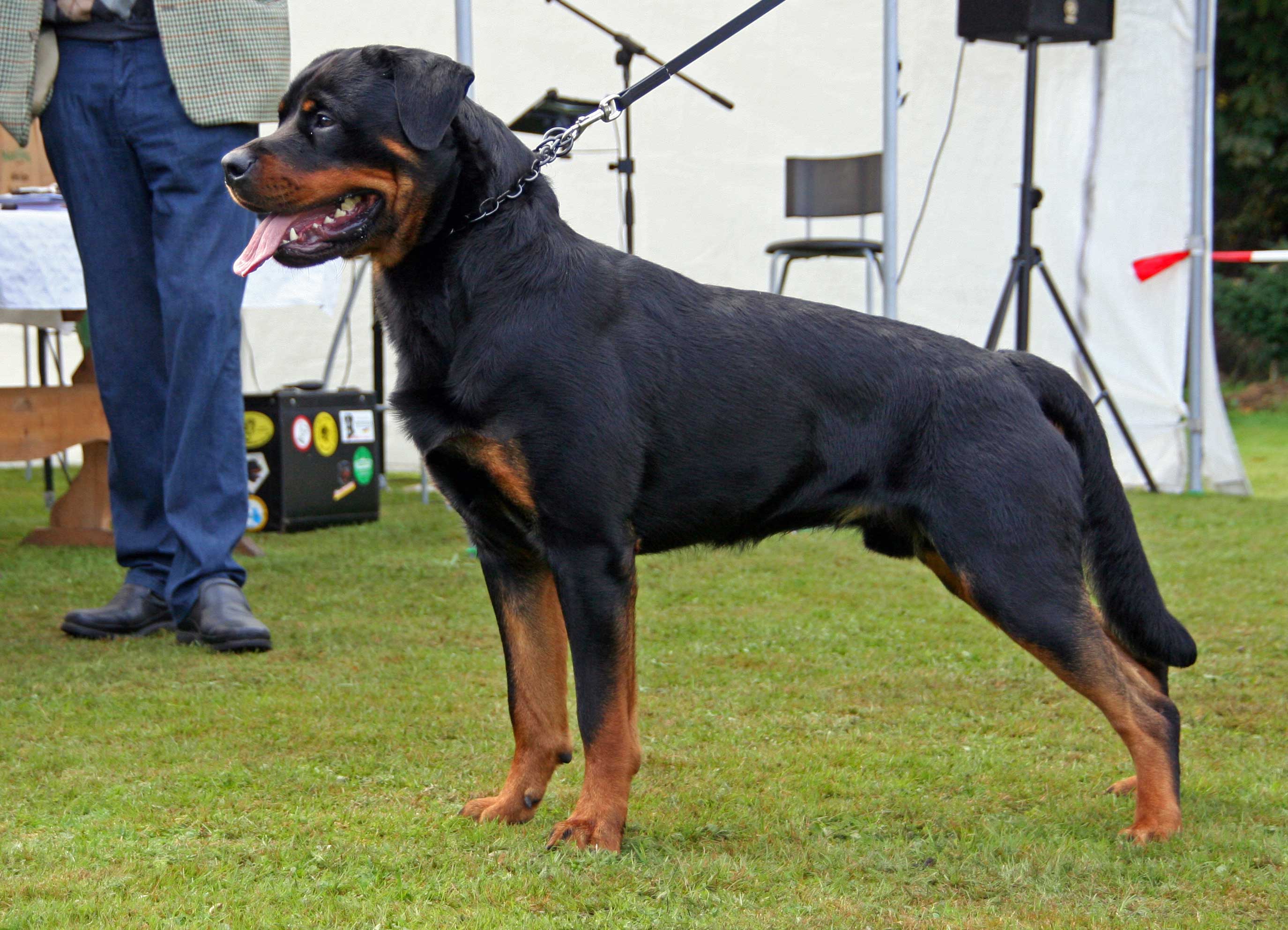 Rottweiler vom Brägeler Moor - Unsere Deckrüden