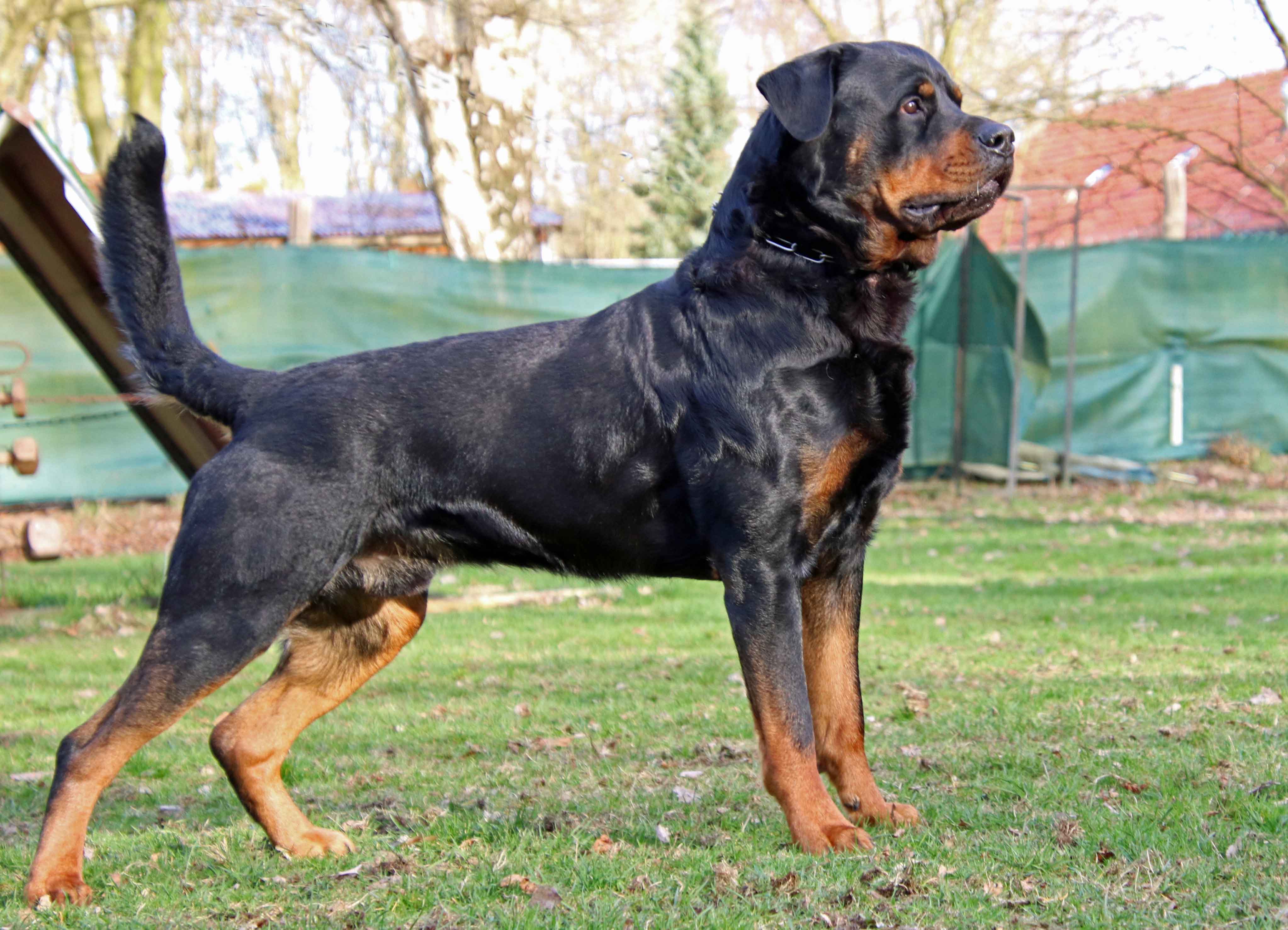 Rottweiler vom Brägeler Moor - Unsere Deckrüden